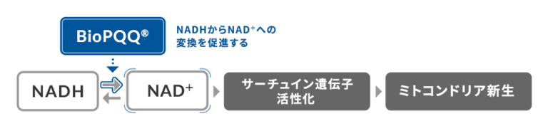 BioPQQ®とNMNの違いと共通点 | BioPQQ🄬日本公式サイト