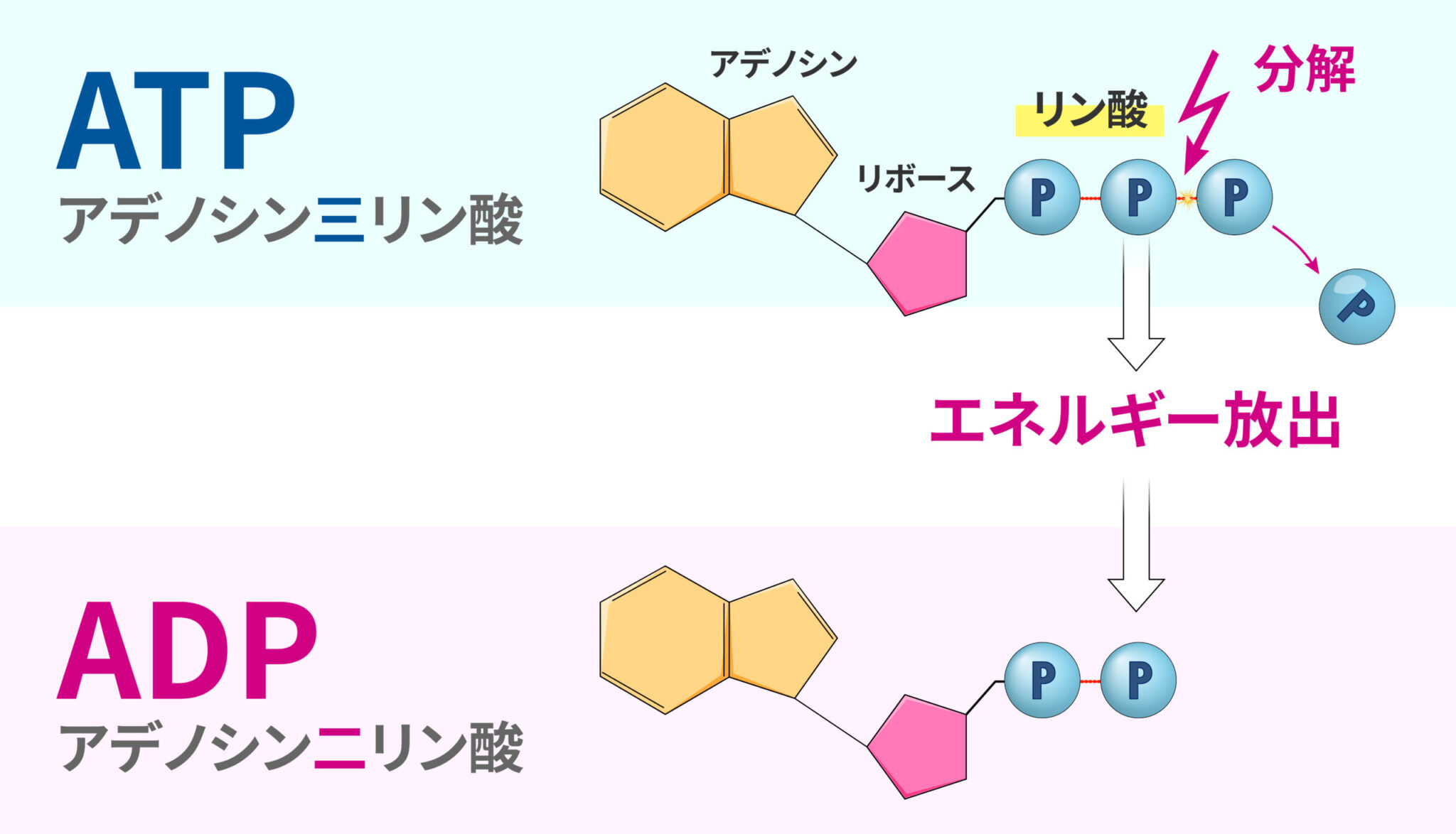 ミトコンドリアとは何か健康のために知っておきたい基礎知識 | BioPQQ🄬日本公式サイト