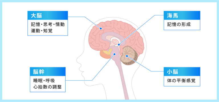 脳の健康を維持する生活習慣とBioPQQ®の作用 | BioPQQ🄬日本公式サイト