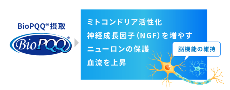 脳の健康を維持する生活習慣とBioPQQ®の作用 | BioPQQ🄬日本公式サイト