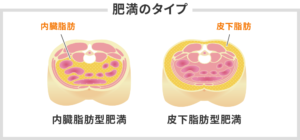 脂肪燃焼とミトコンドリア | BioPQQ🄬日本公式サイト