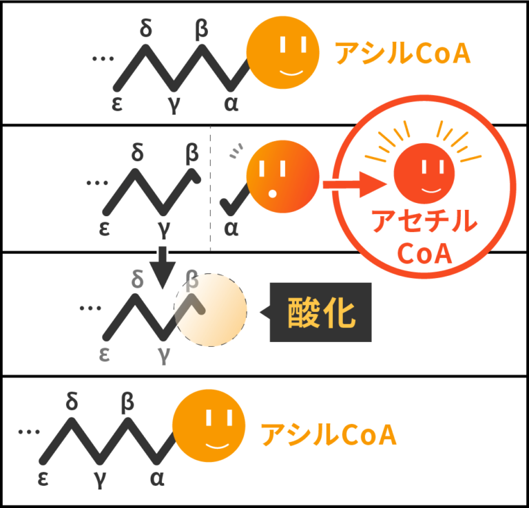 脂肪燃焼とミトコンドリア | BioPQQ🄬日本公式サイト