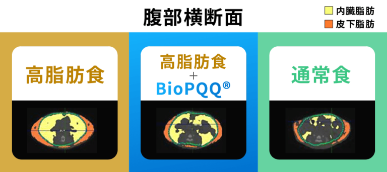 【研究紹介】BioPQQ®はマウスの脂肪の蓄積を抑制する | BioPQQ🄬日本公式サイト